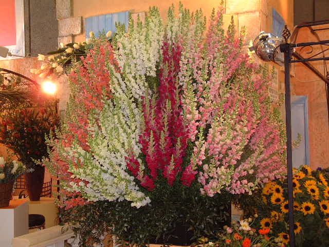 Muflier Informations - Grossiste - ANTIRRHINUM MAJUS